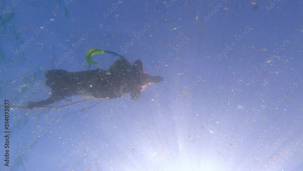 Dog swims in diving gear view from sea bottom. Dog in scuba gear swims ...