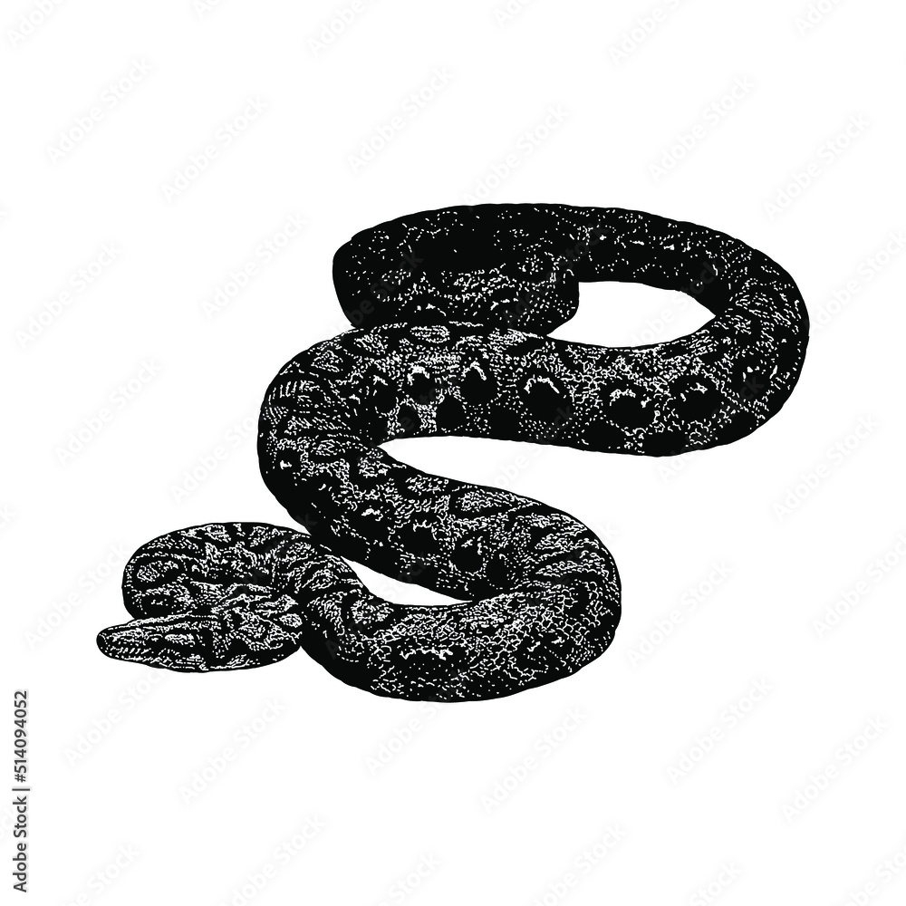 rainbow boa hand drawing vector illustration isolated on background ...