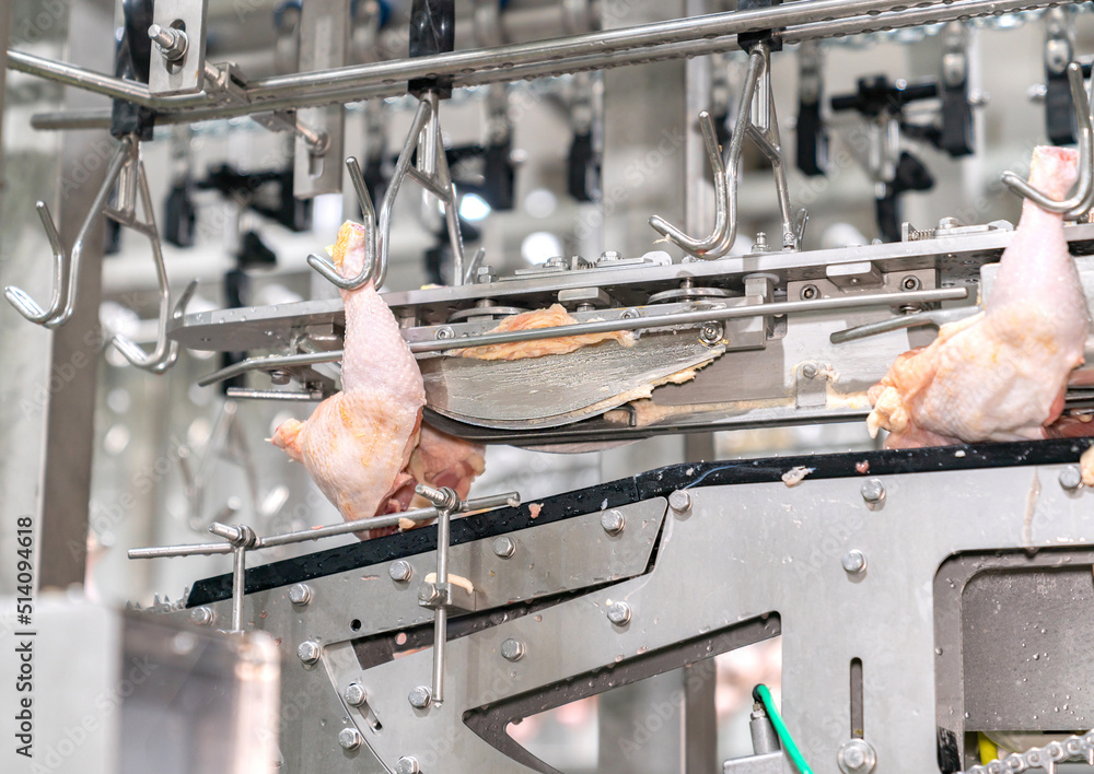Chicken hang on conveyor to automated line in Chicken meat parts ...