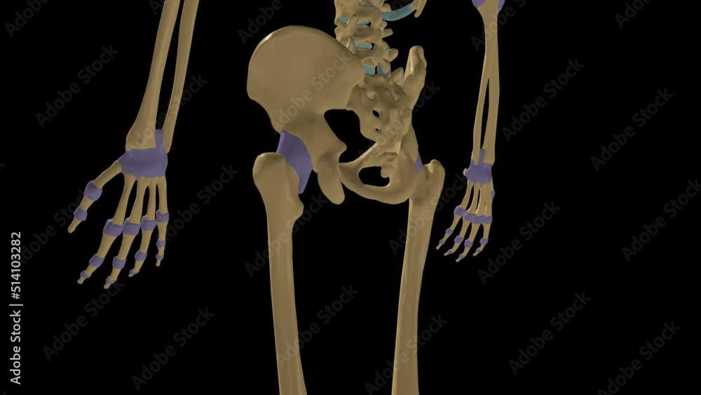 Human skeleton synovial joint anatomy with articulate capsule 3D Stock ...