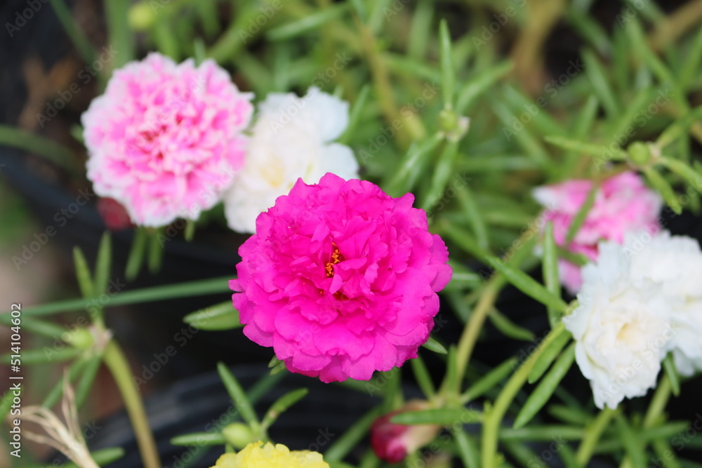 Portulaca grandiflora is a succulent flowering plant in the family ...
