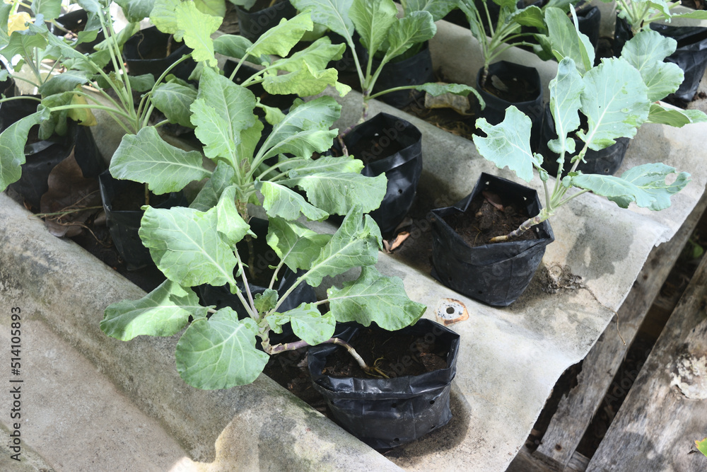 Group of Fresh Gai Lan or Chinese kale ( Brassica oleracea var ...