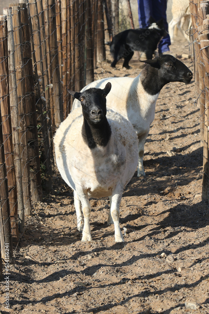 Individuals and herd of Boesmanlander breed sheep in the arid Northern ...