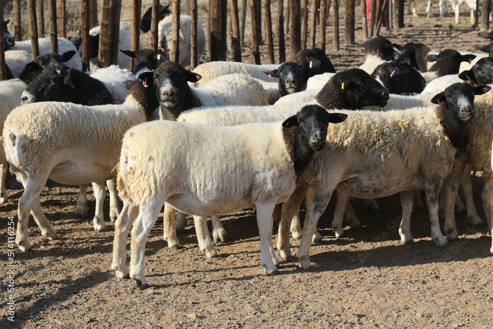Individuals and herd of Boesmanlander breed sheep in the arid Northern ...