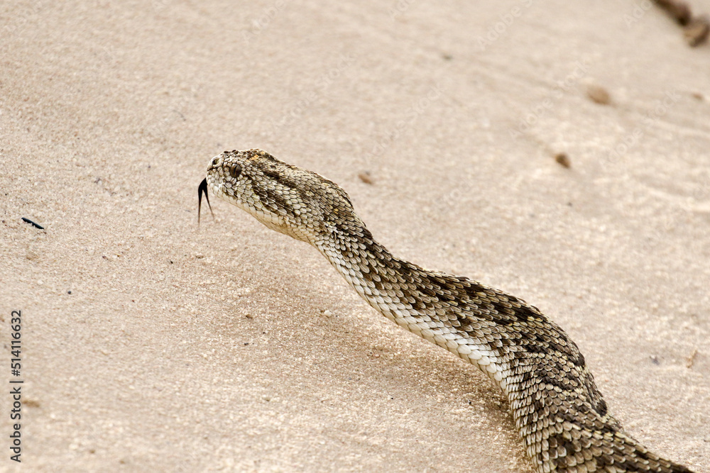 Kgalagadi Transfrontier National Park, South Africa: The puffadder ...