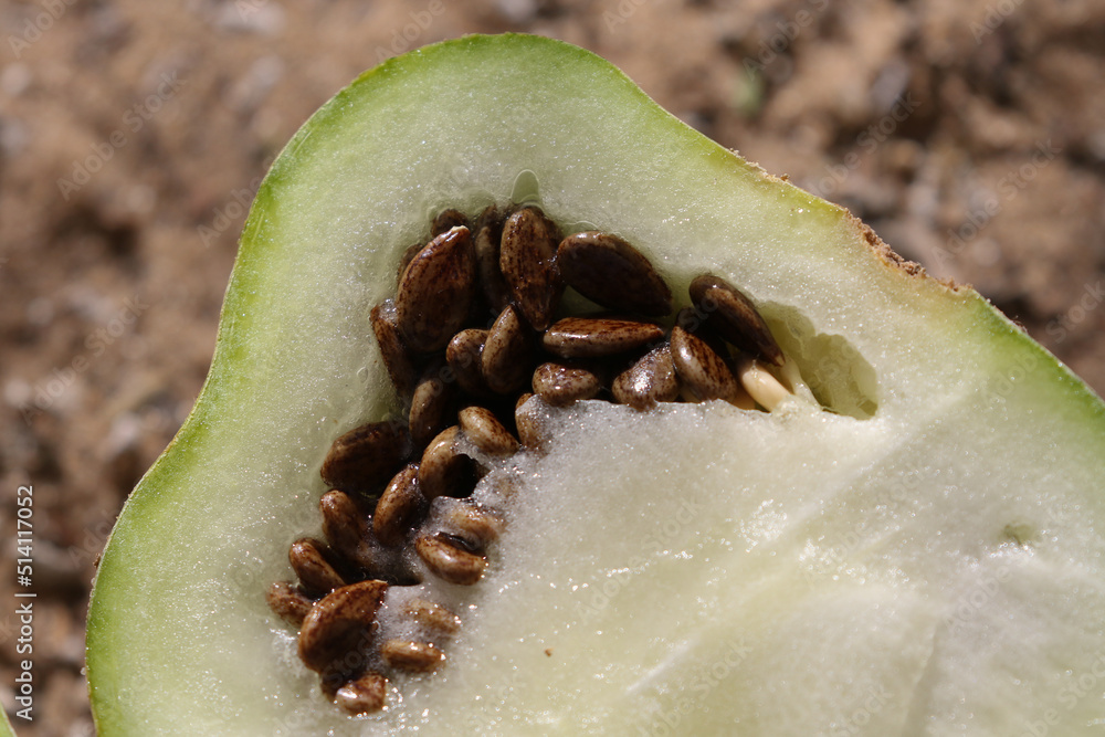 Kgalagadi Transfrontier National Park, South Africa: tsamma melon, a ...