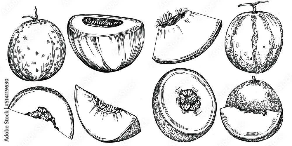 Melon realistic vector sketch. Decorative retro style collection hand ...