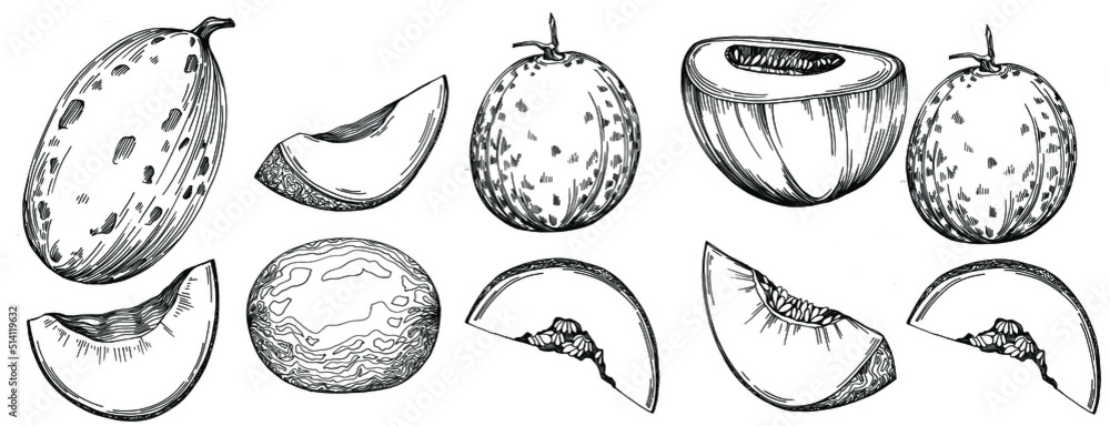 Melon realistic vector sketch. Decorative retro style collection hand ...