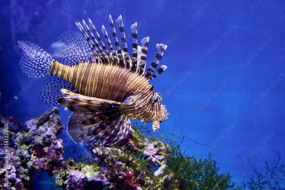 Zebra lionfish or zebra fish or striped lionfish lat. Pterois volitans ...