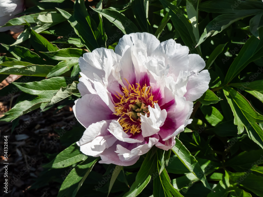 Beautiful, summer peony (paeonia) 'Cora Louise' with large, pure white ...