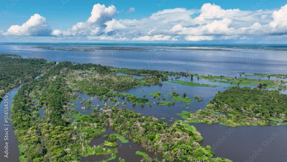Nature tropical Amazon forest at Amazonas Brazil. Mangrove forest ...