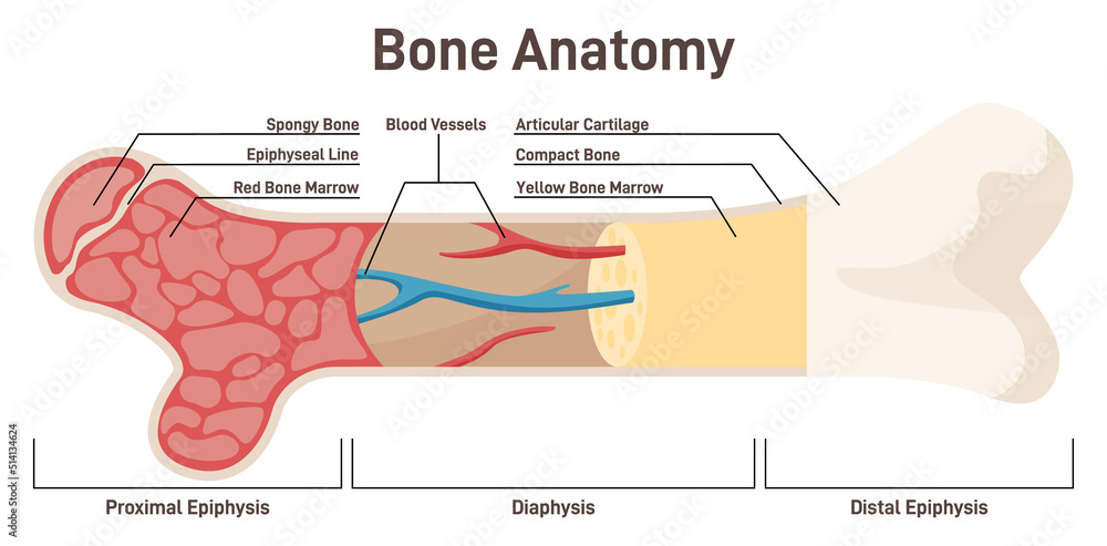 Bone internal structure. Didactic scheme of anatomy of human bone ...