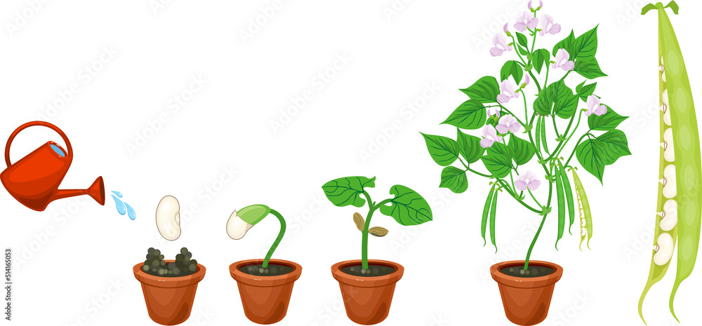 Life cycle of bean plant. Growth stages from seeding to flowering and ...