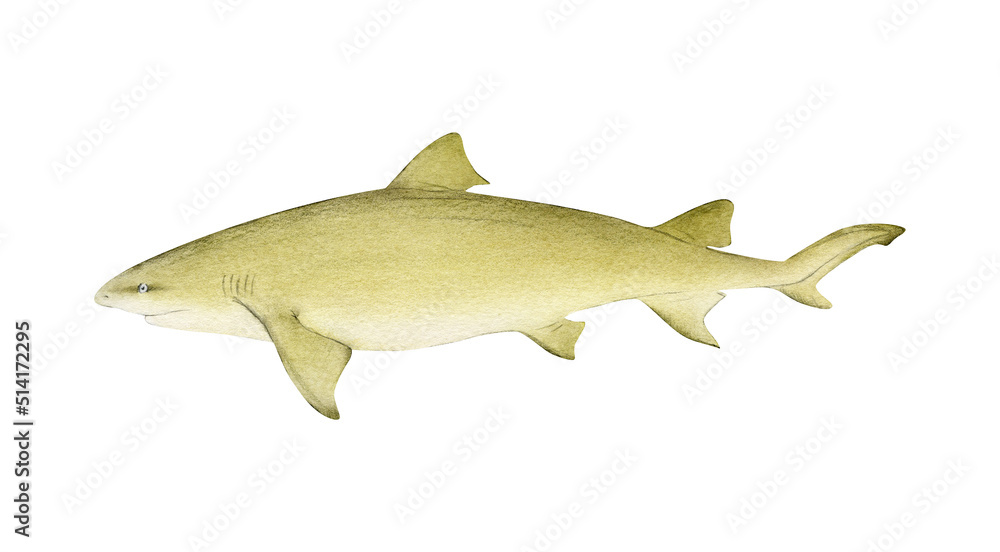 Hand-drawn watercolor lemon shark illustration isolated on white ...