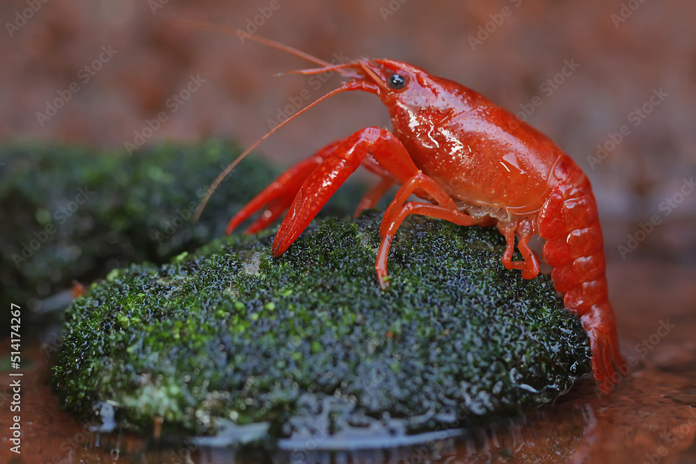 A crayfish is resting on a mossy rock by the river. This aquatic animal ...