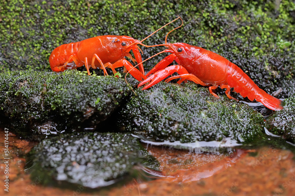 Two crayfish resting on a mossy rock by the river. This aquatic animal ...