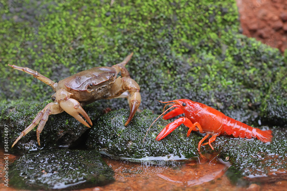 A field crab (Parathelphusa convexa) is ready to attack a crayfish ...