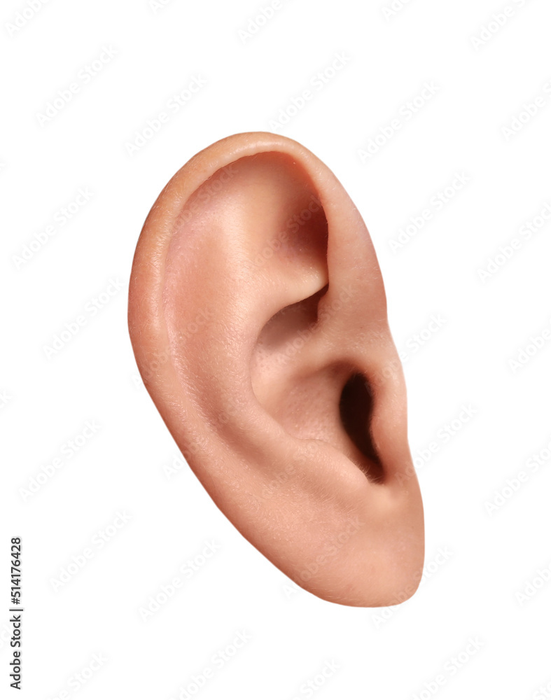 Human ear isolated on white. Organ of hearing and balance Stock Photo ...