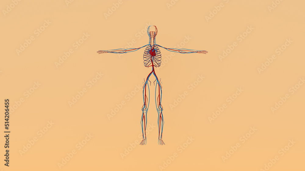 Human Medical Circulatory System Red Blue Heart Vein Blood Flow Anatomy ...