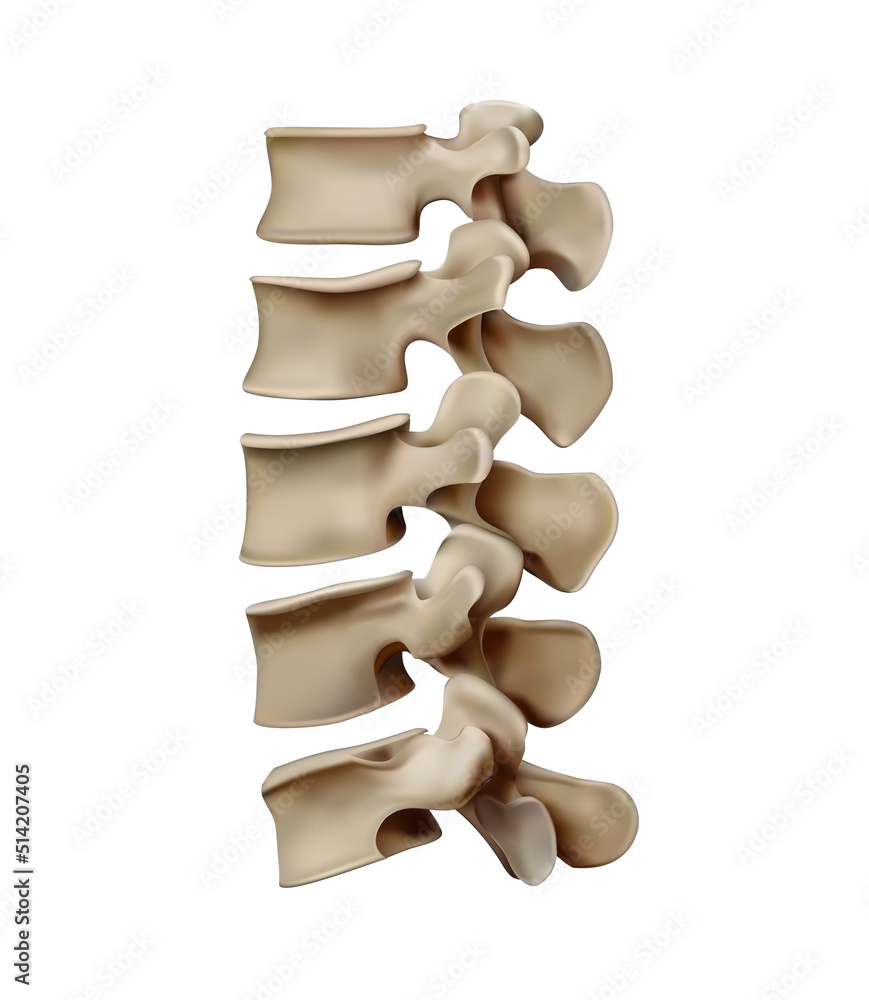 Anatomy and structure of the human spinal spine. Vertebral discs ...