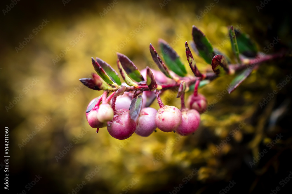 flor de paramos andinos, foto macro Stock Photo | Adobe Stock