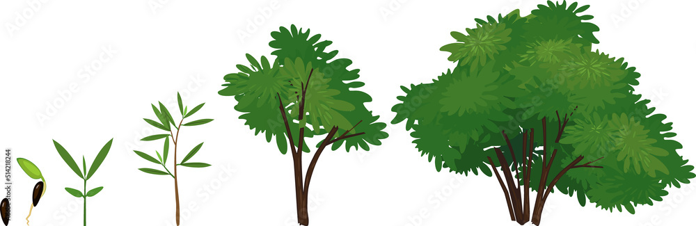 Life cycle of abstract cartoon tree: from seed to old green tree ...