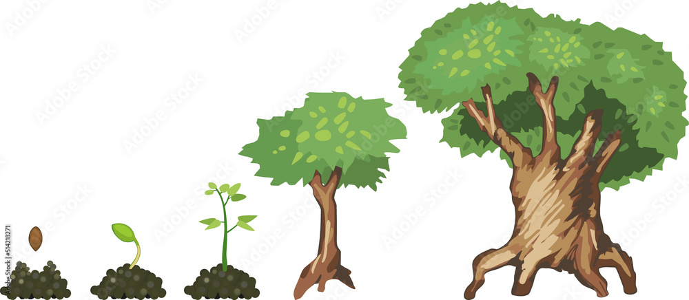 Life cycle of tree: from seed to old green tree. Stages of growth of ...