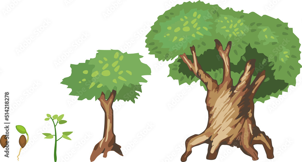 Life cycle of tree: from seed to old green tree. Stages of growth of ...