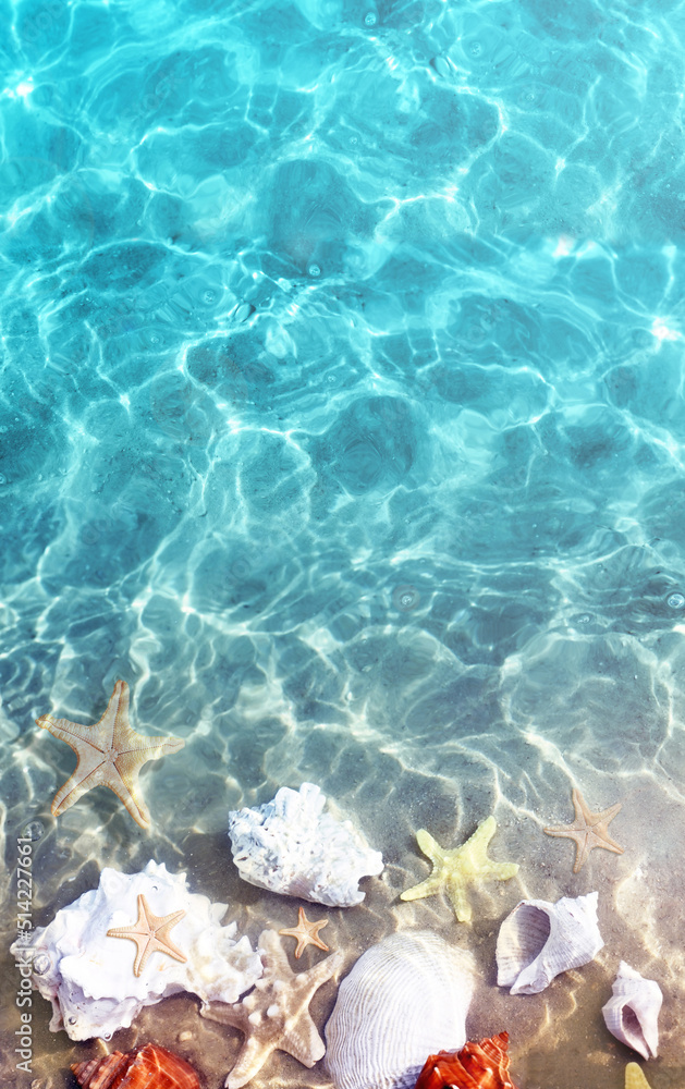 Starfish and seashells on the summer beach in sea water. Summer blue ...