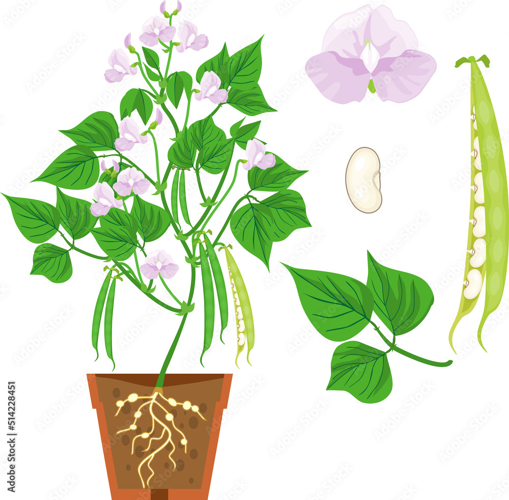 Parts of plant. Morphology of Bean plant with fruits, flowers, green ...