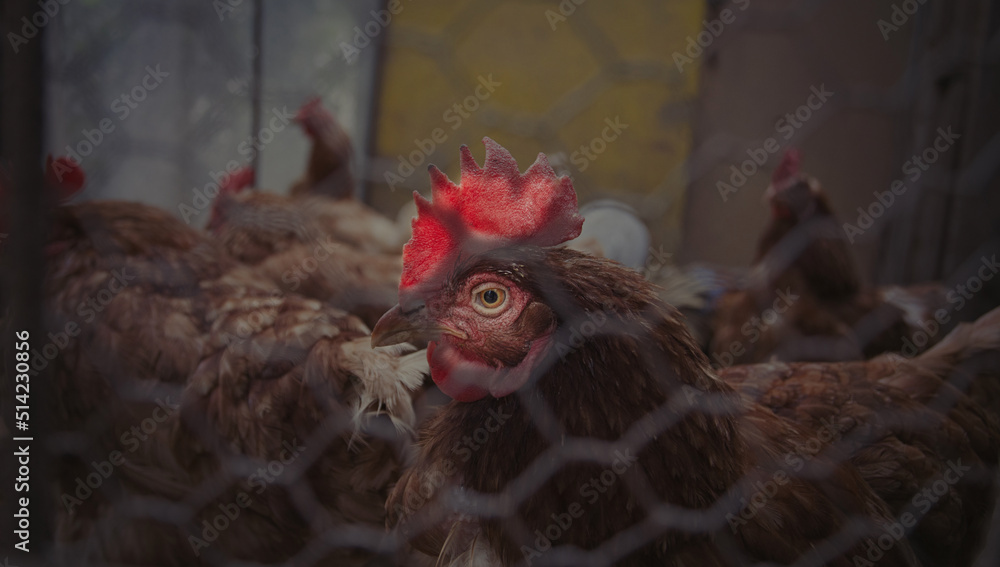 Detail of hen's head. Hens feed on the traditional rural barnyard ...