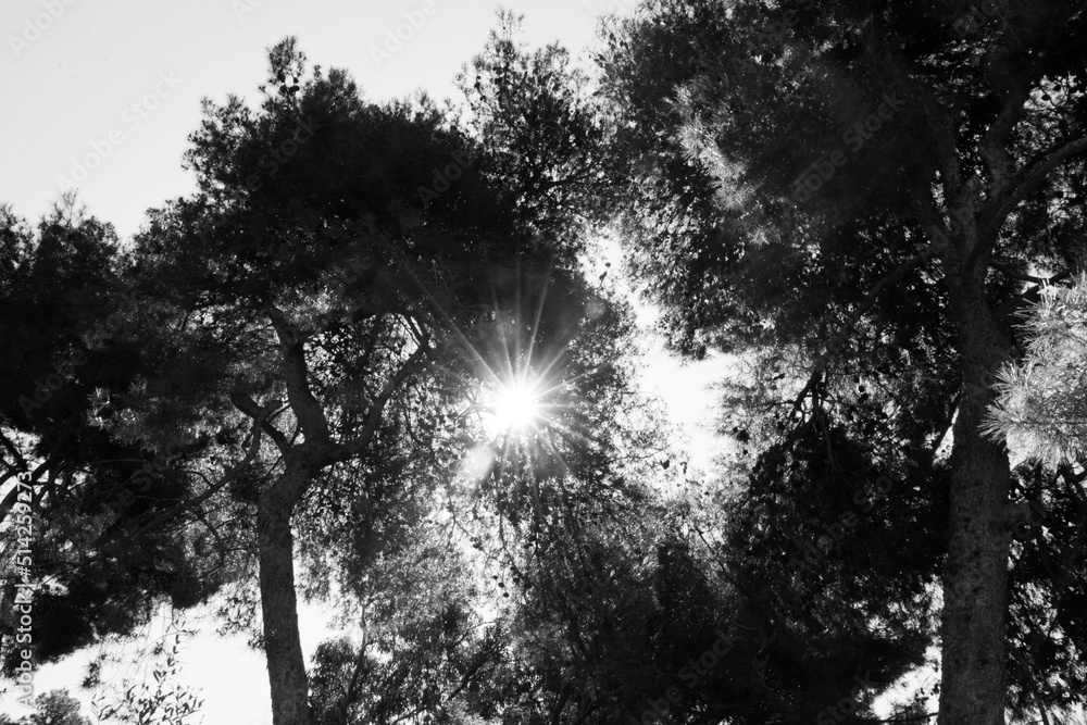Sun through trees Stock Photo | Adobe Stock