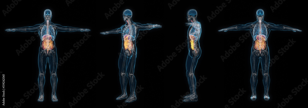3d rendering set of human male body digestive system x-ray isolated on ...