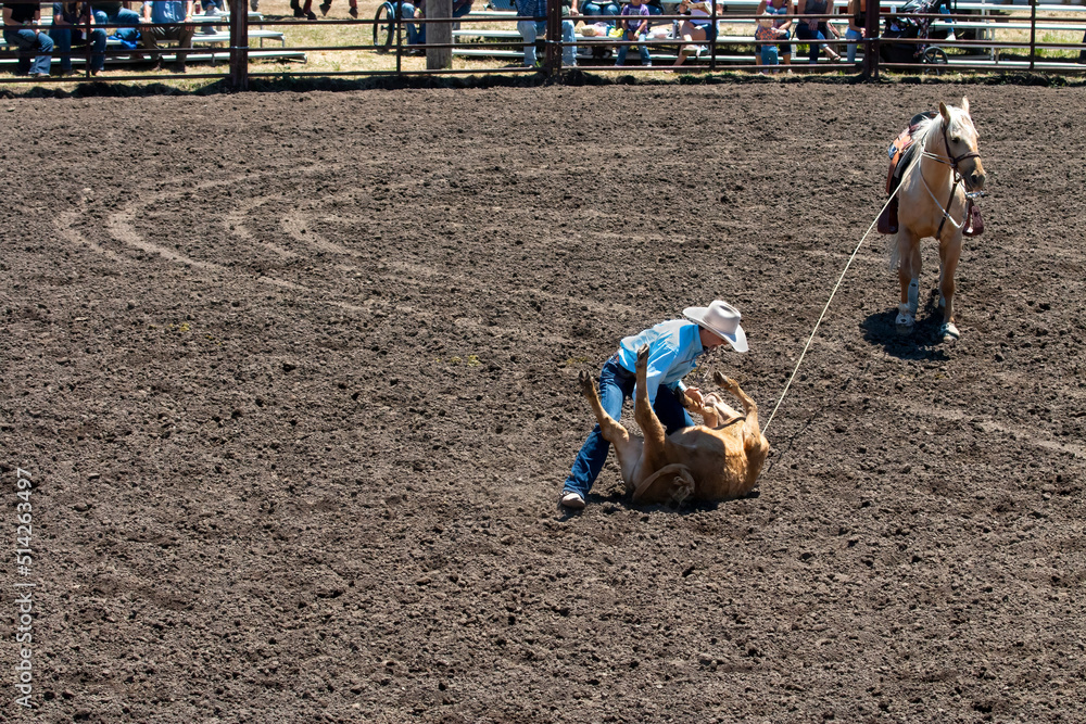 A rodeo cowboy in a white hat and blue shirt has a calf on the ground ...