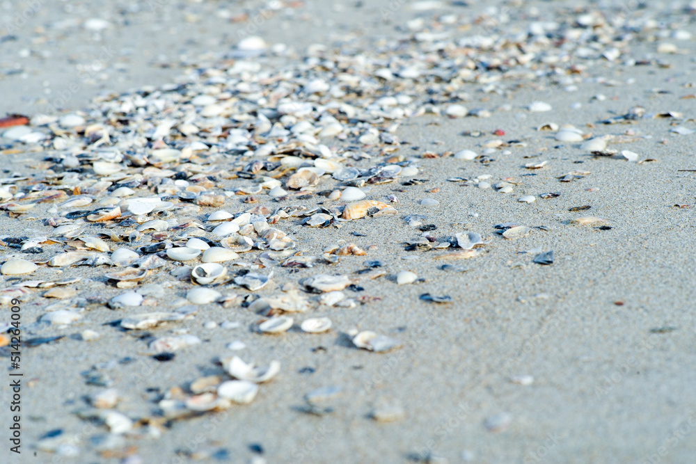 Closeup many pieces of broken shells on the sand beach with defocused ...