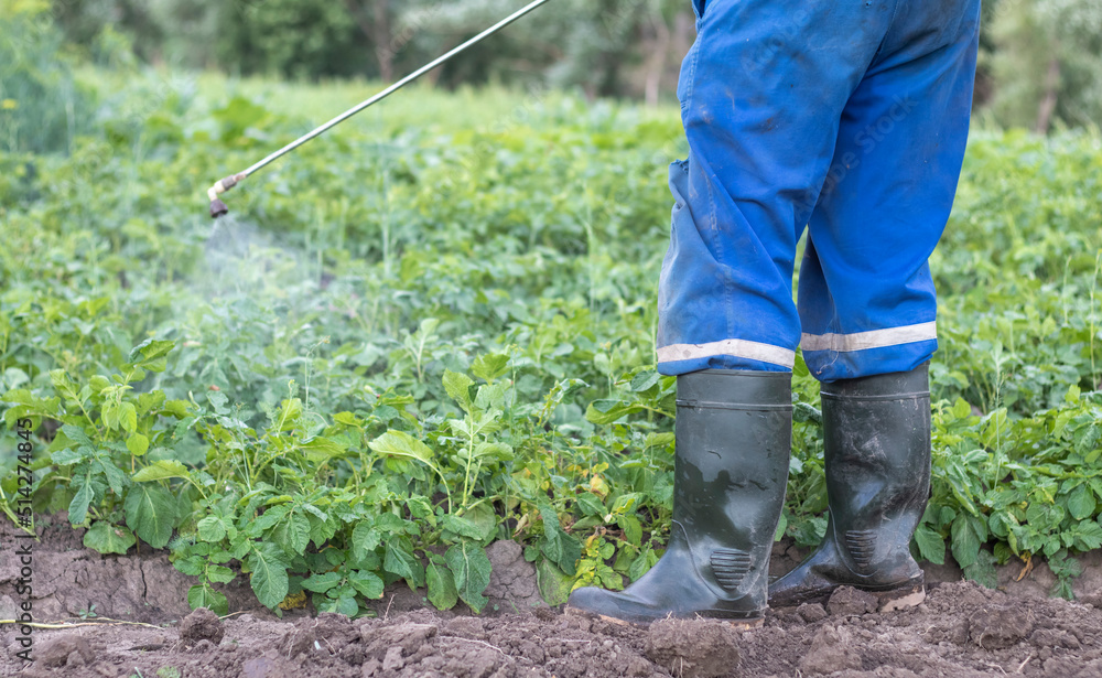 Foto de A farmer applying insecticides to his potato crop. The use of ...