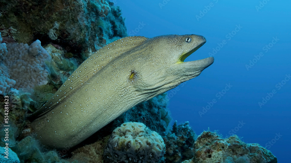 Close-up portrait of Moray with open mouth peeks out of its hiding ...