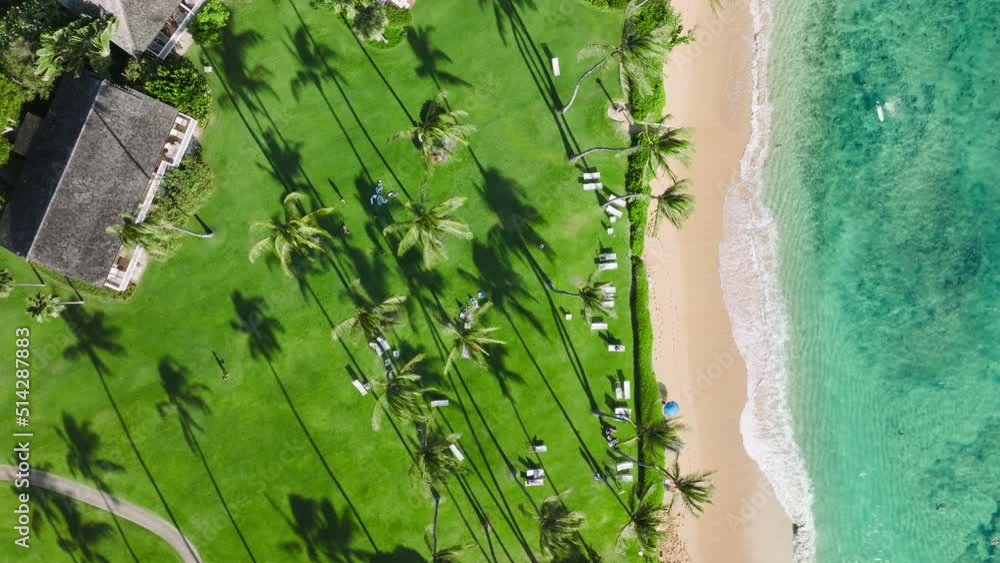 Vidéo Stock Aerial view drone shot of Coconut palm trees park in ...