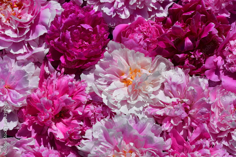 Floral background of peonies of different shapes, sizes and colors ...