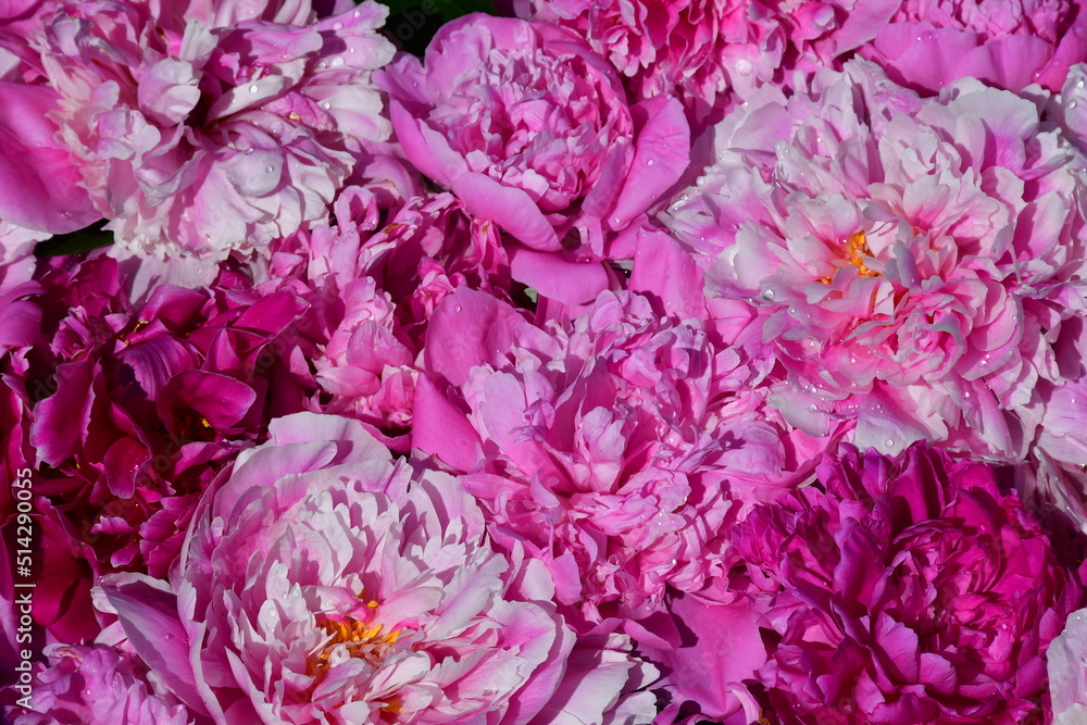 Floral background of peonies of different shapes, sizes and colors ...