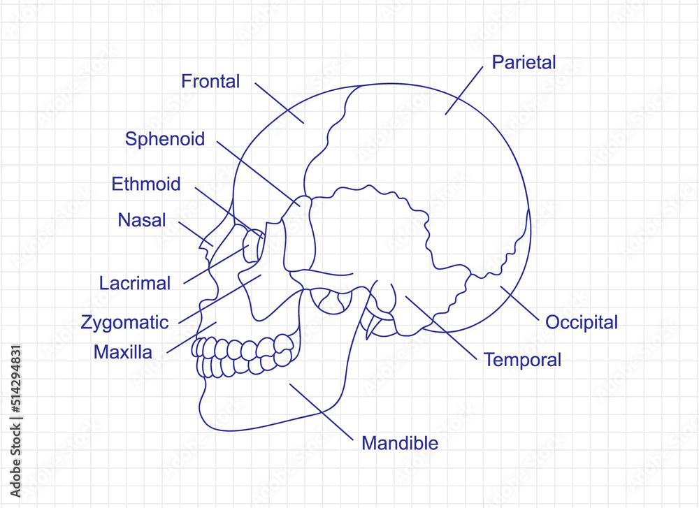 Human skull bones anatomy drawing with a pen on notebook. Cranial parts ...