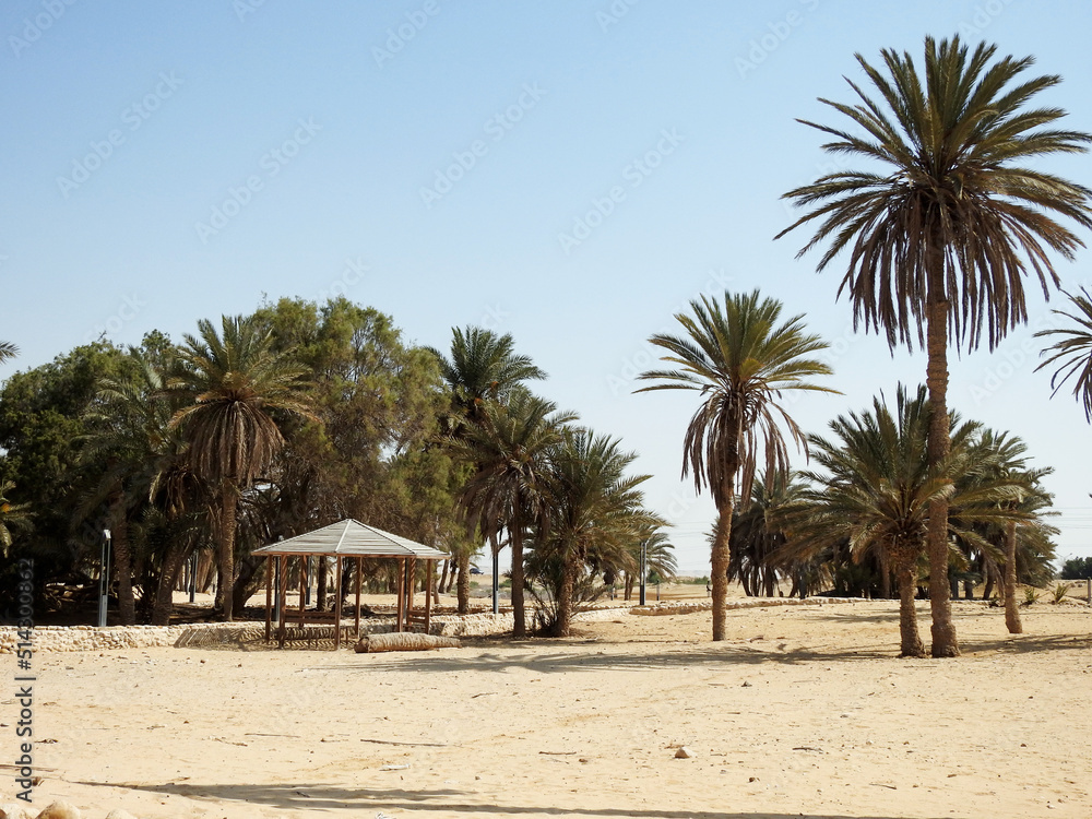 Prophet Moses Springs, Water wells and palms in Sinai Peninsula, Ras ...