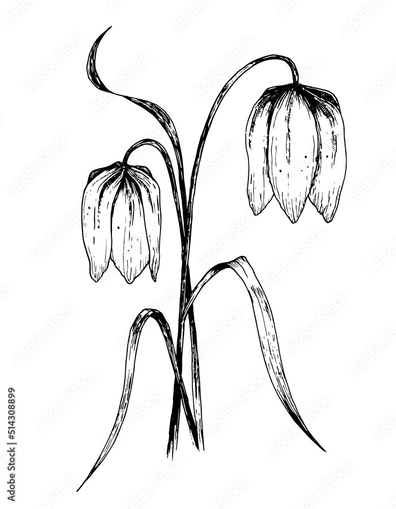 Sketch of Blue Bell Flower. Hand drawn illustration of Bellflower ...