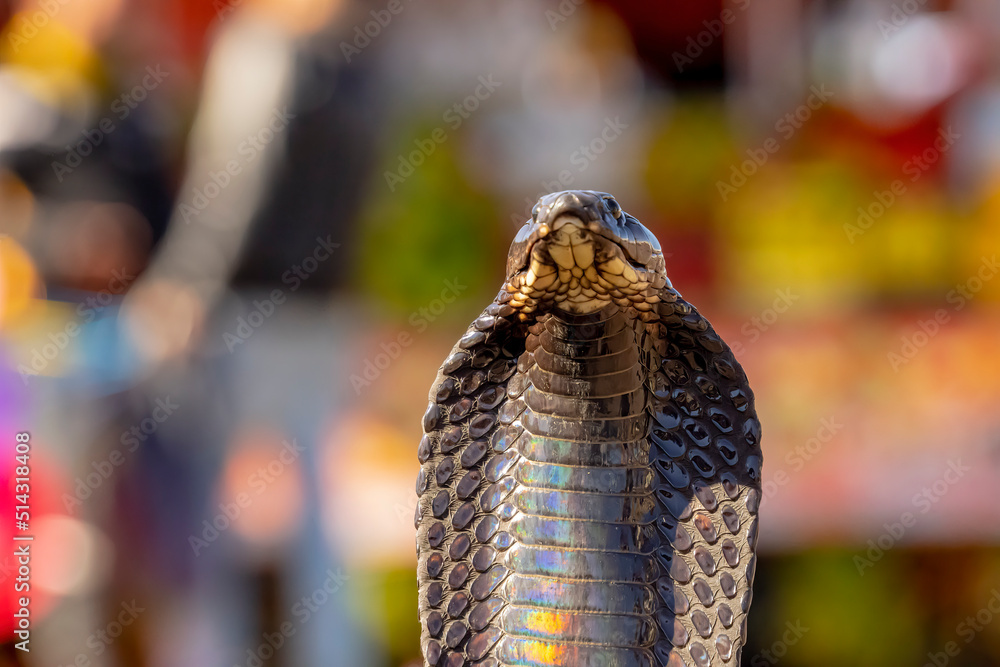 King Cobra Snake Worlds Largest Venomous Snake Stock Photo | Adobe Stock