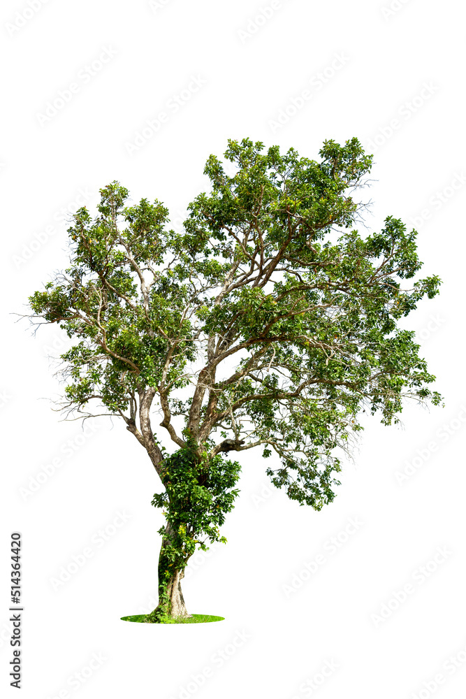 Perspective of tree isolated on white background., tropical trees ...