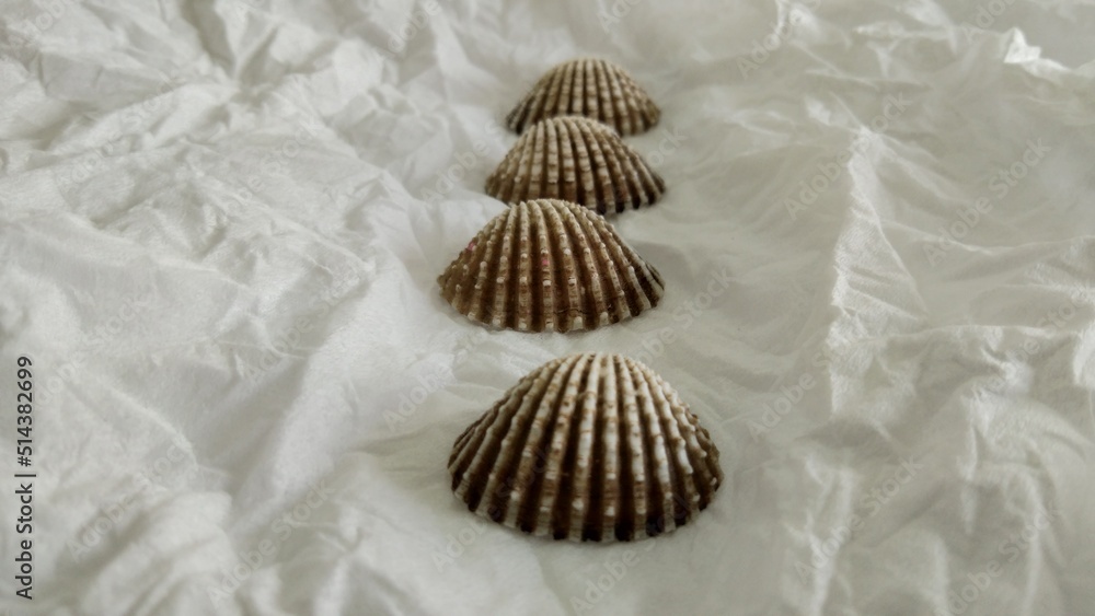 Shell with blurred object and white background for pattern, decorative ...