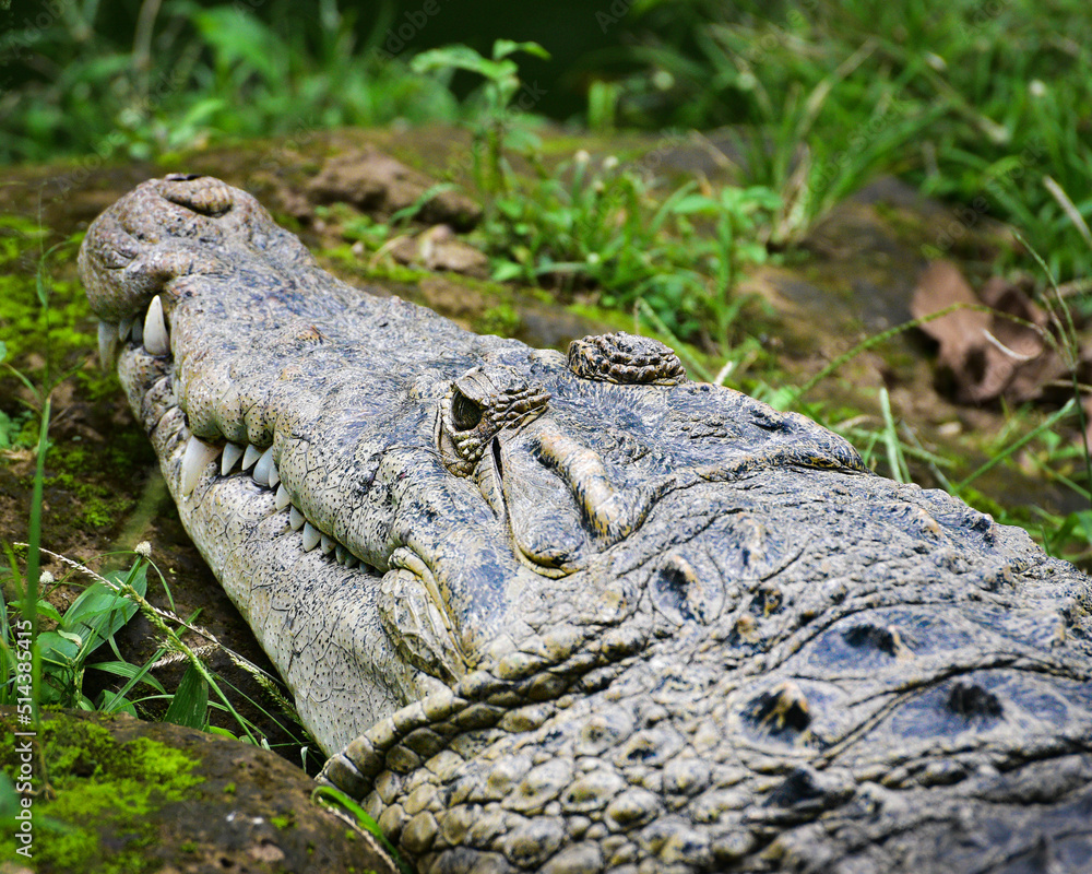 The saltwater crocodile, Crocodylus porosus is a crocodilian native to ...