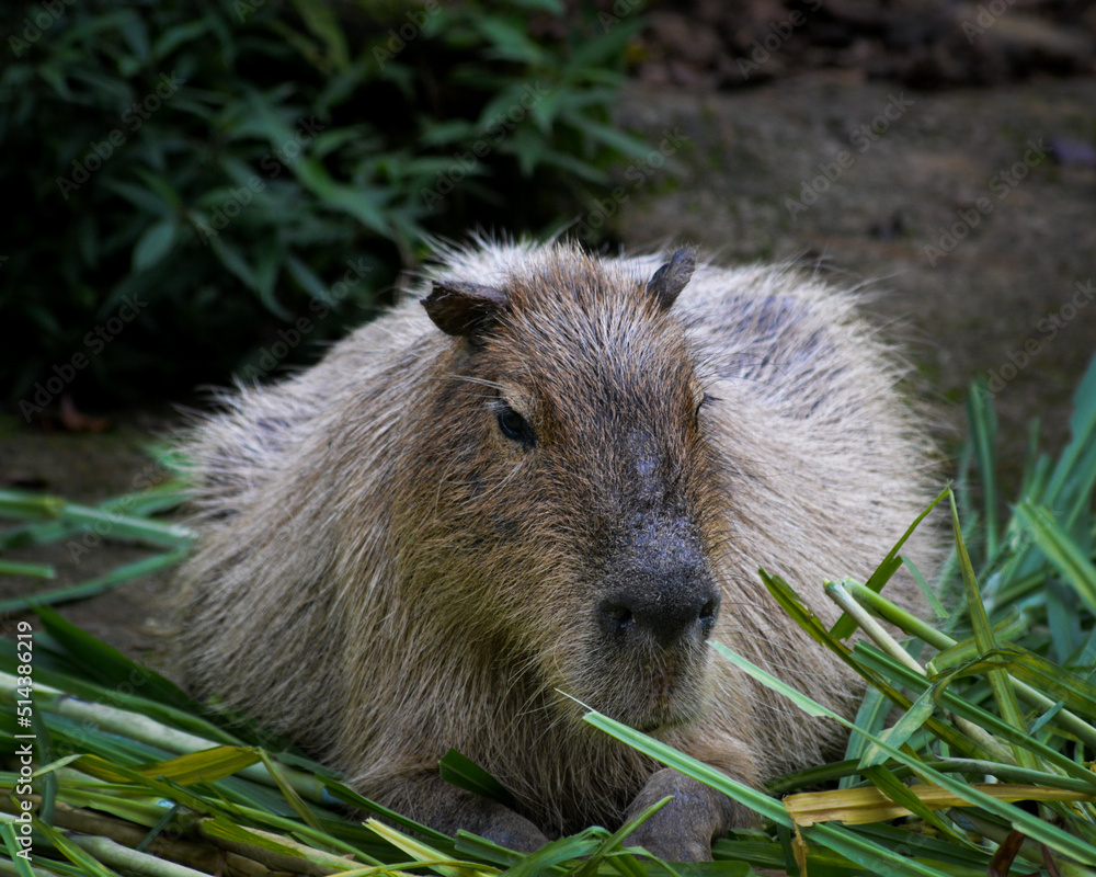 The capybara or greater capybara, Hydrochoerus hydrochaeris is a giant ...