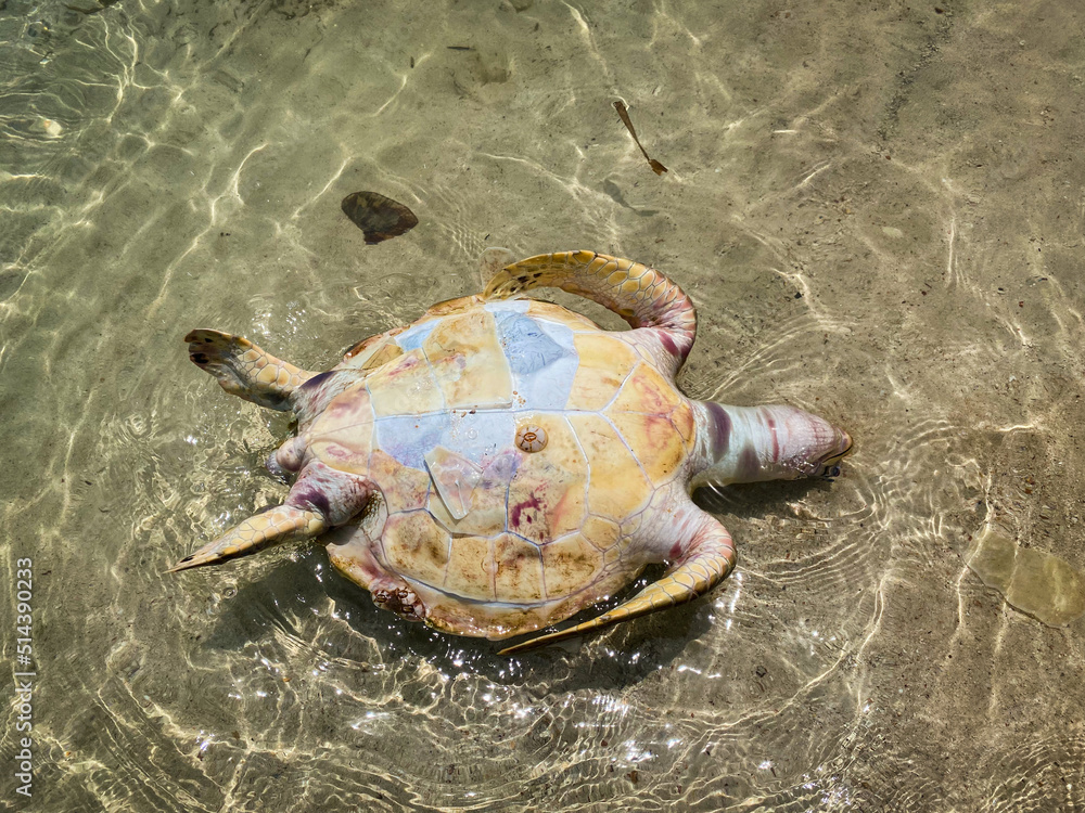 Dead green sea turtle on the beach. Sea creatures suffered from ...