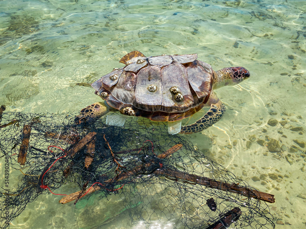 Dead green sea turtle, bundled in fishing net.Old fishing net killing ...